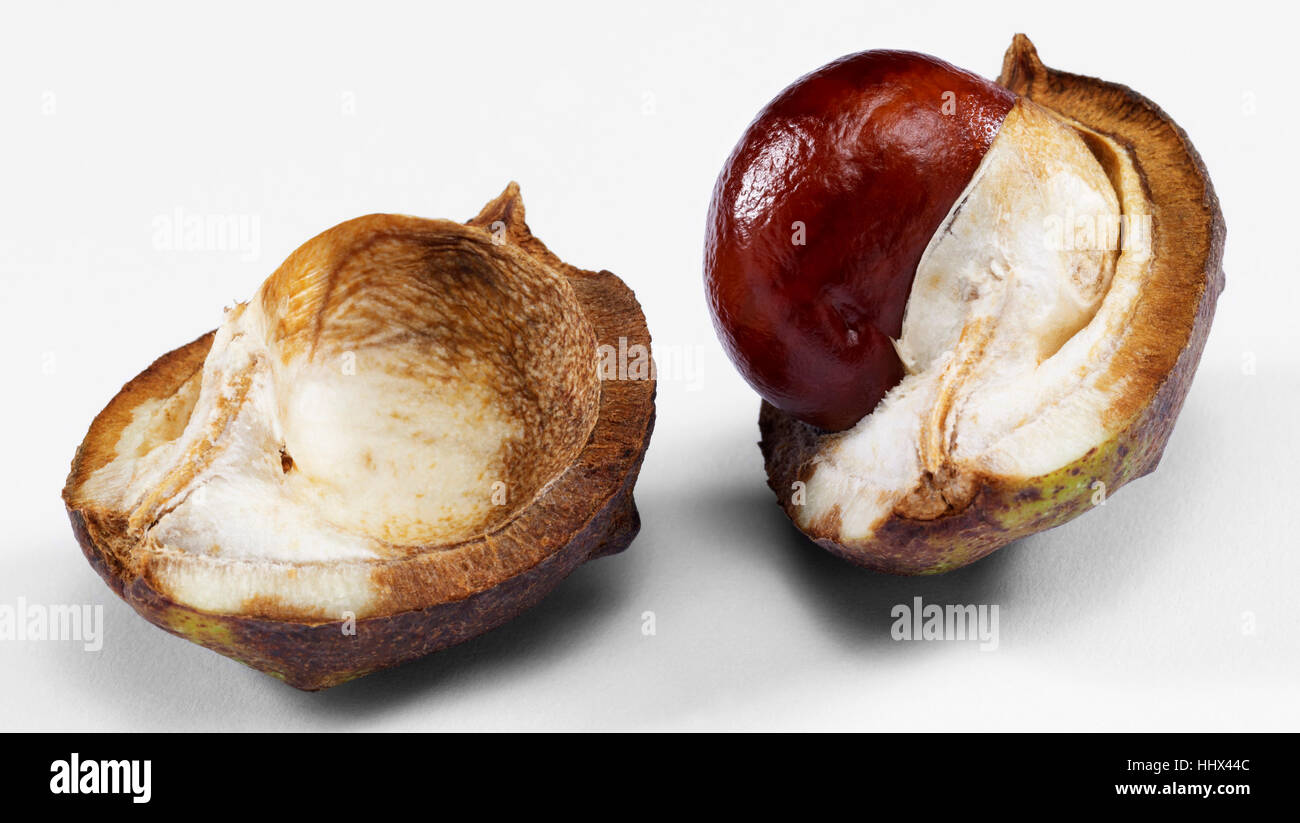 horse chestnut in white back Stock Photo - Alamy