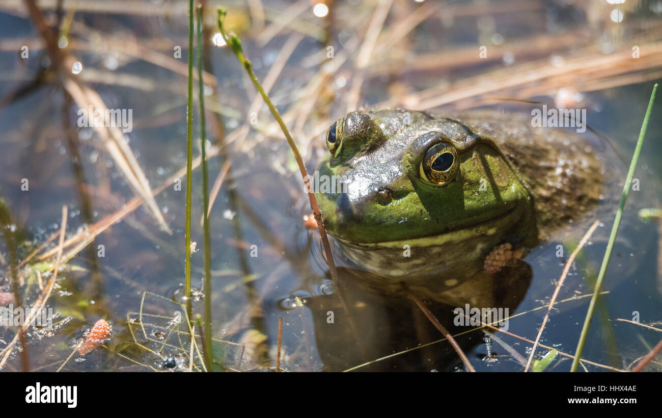 Springtime, big green bullfrog partially submerged in a pond waiting ...