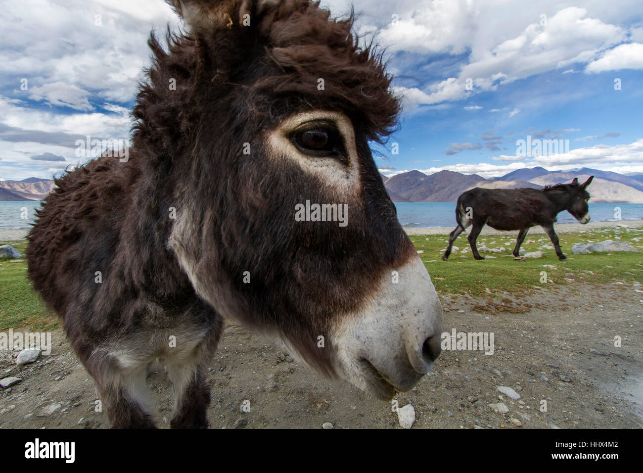 Donkey farm india hi-res stock photography and images - Alamy