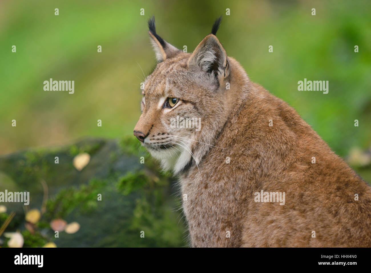 German forest and lynx hi-res stock photography and images - Alamy