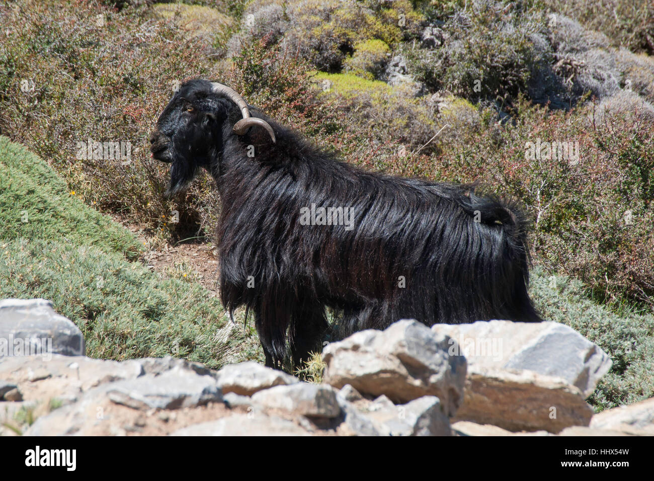 Greek goat hi-res stock photography and images - Alamy