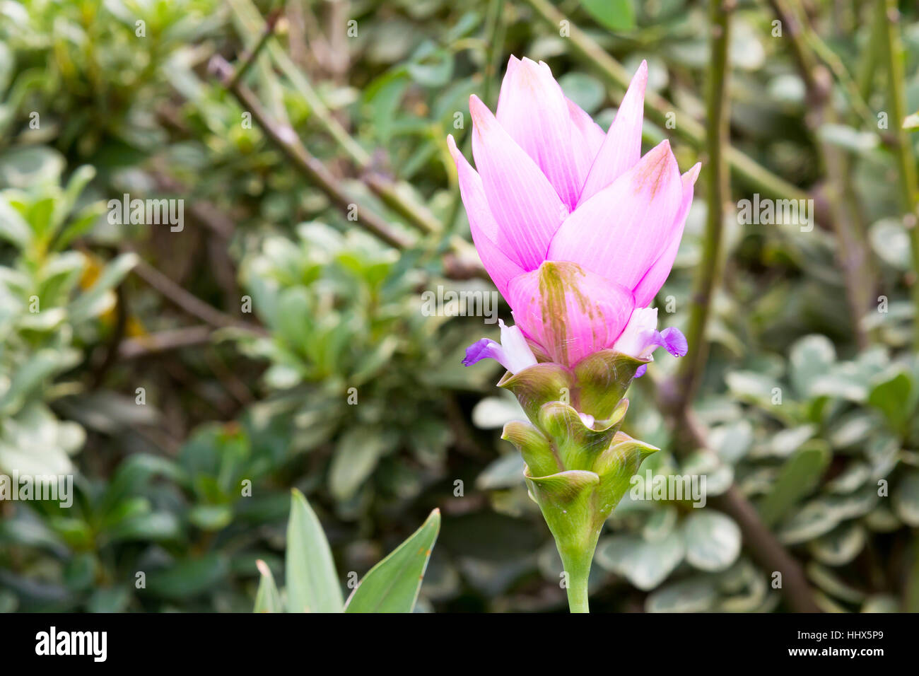 Pink Curcuma alismatifolia known as Siam Tulip Stock Photo - Alamy
