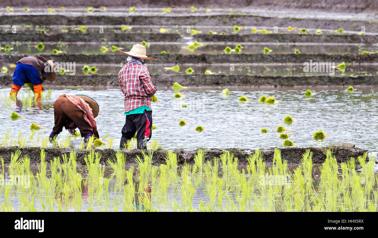 Thai farmers planting rice on rice fields Stock Photo - Alamy