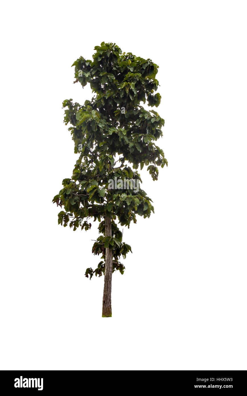 A big tree isolated on white background Stock Photo - Alamy