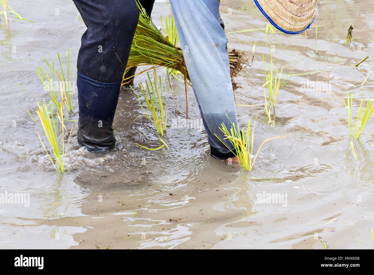 Thai farmer planting rice on rice fields, highlight at hand Stock Photo ...