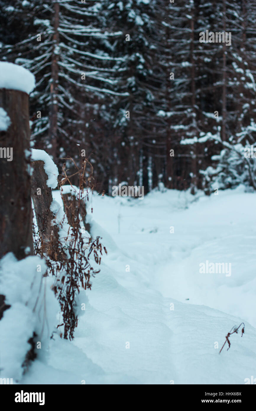 russian winter frozen forest and trees ander snow Stock Photo - Alamy