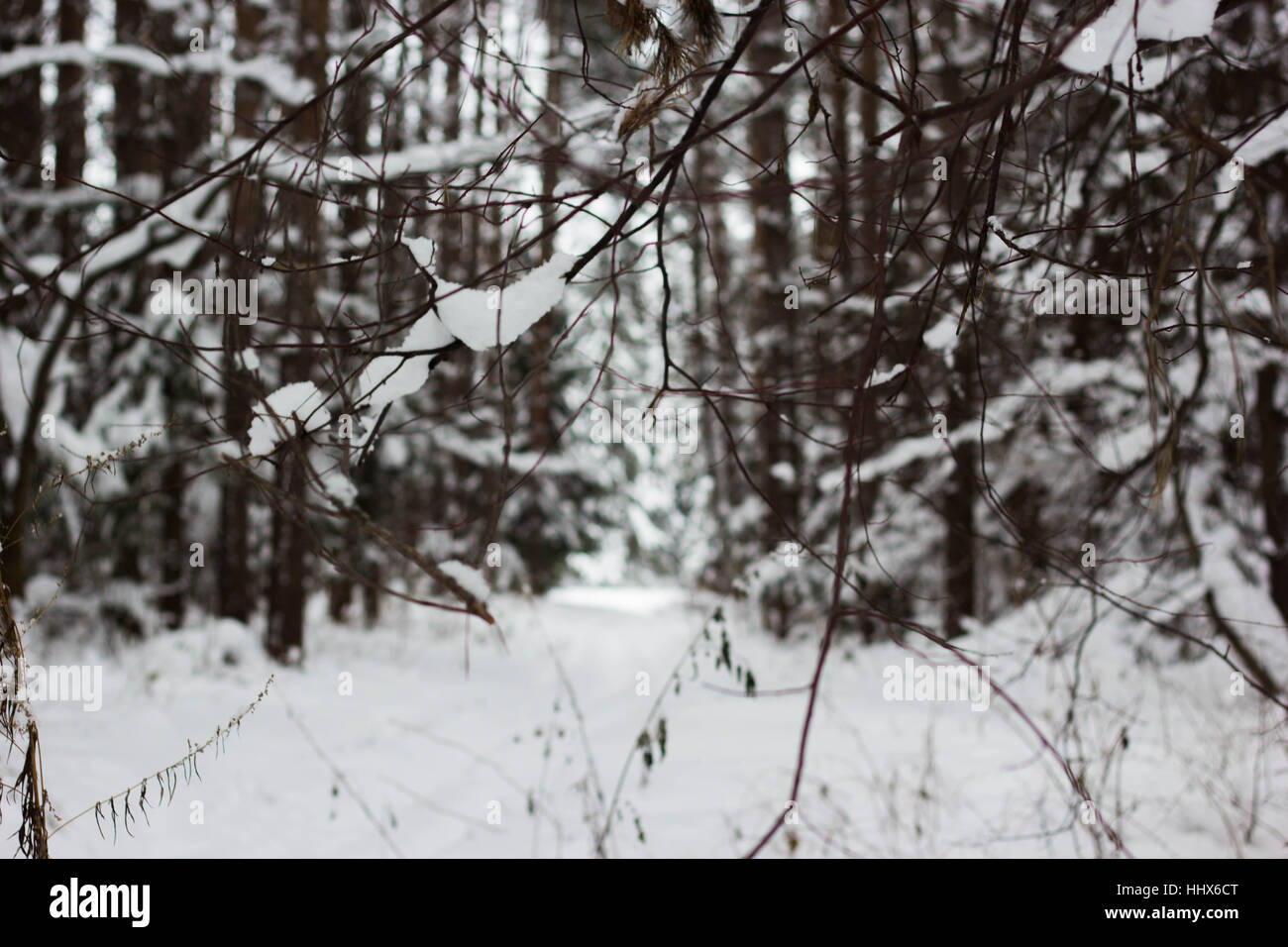 Winter russian landscape frozen trees hi-res stock photography and ...