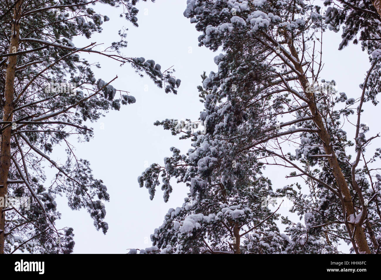 russian winter frozen forest and trees ander snow Stock Photo - Alamy