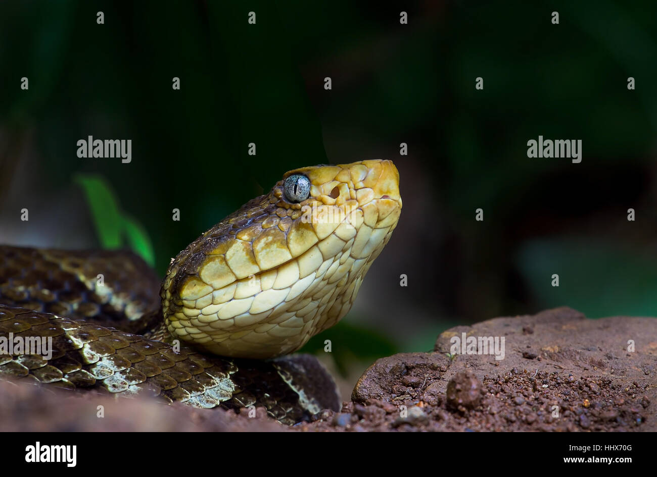 reptile, predator, snake, viper, dangerous, travel, big, large ...