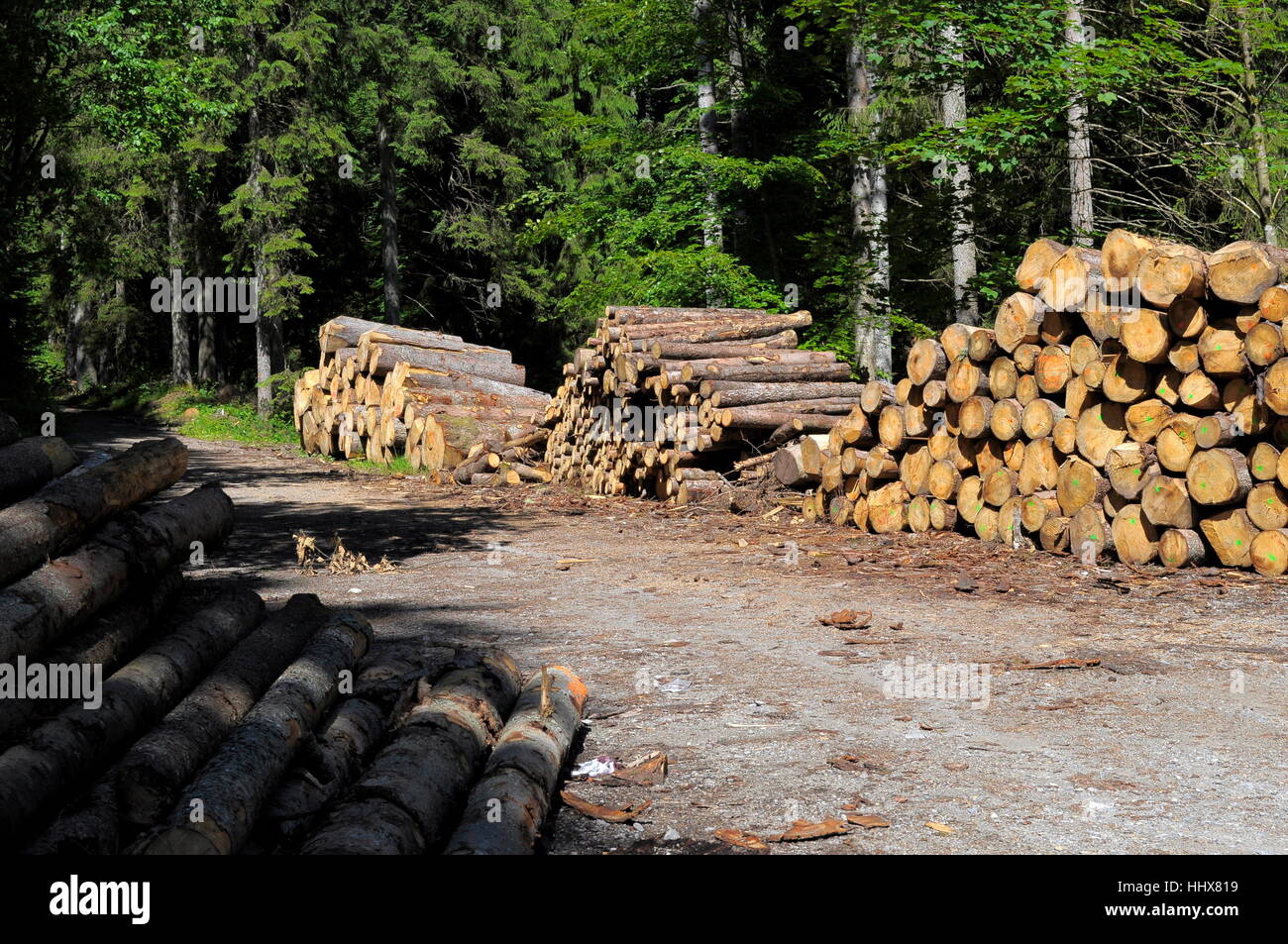 black forest, raw material, lasting, sawmill, tree, trees, wood, trunk ...
