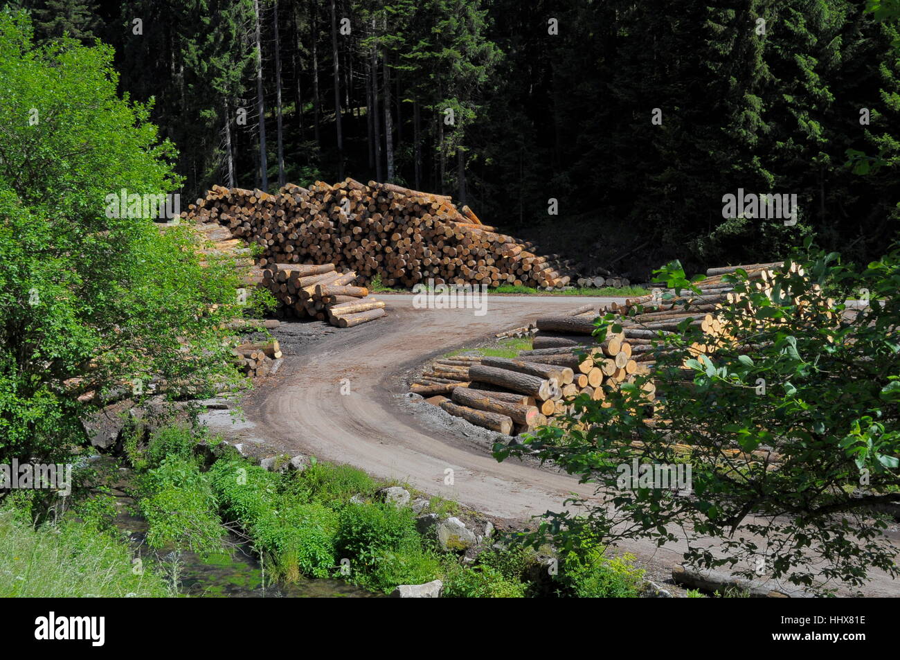 black forest, raw material, lasting, sawmill, tree, trees, wood, trunk ...