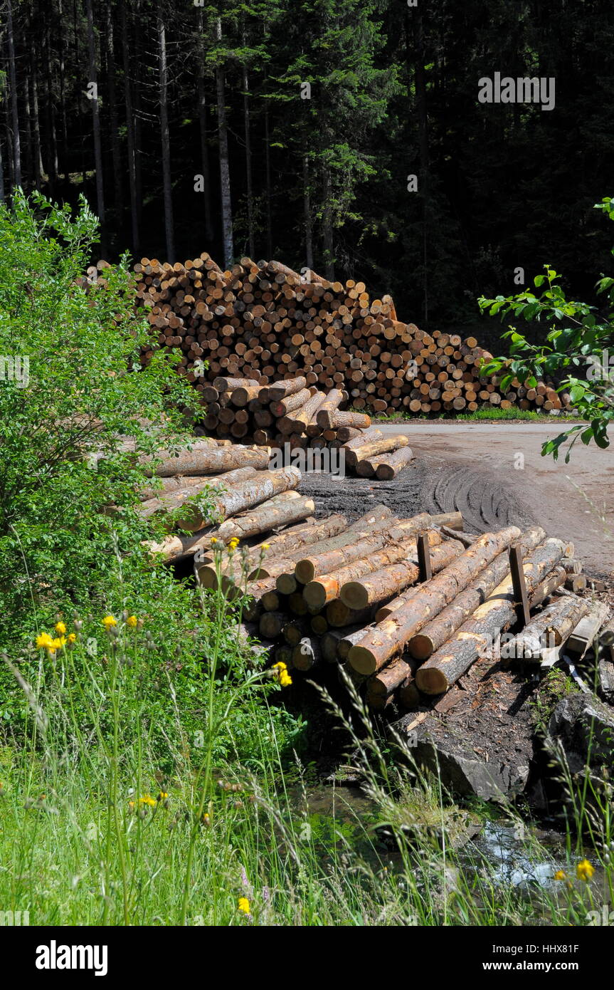black forest, raw material, lasting, sawmill, tree, trees, wood, trunk ...