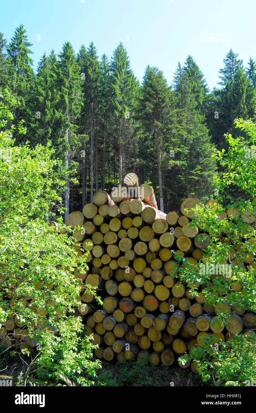 black forest, raw material, lasting, sawmill, tree, trees, wood, trunk ...