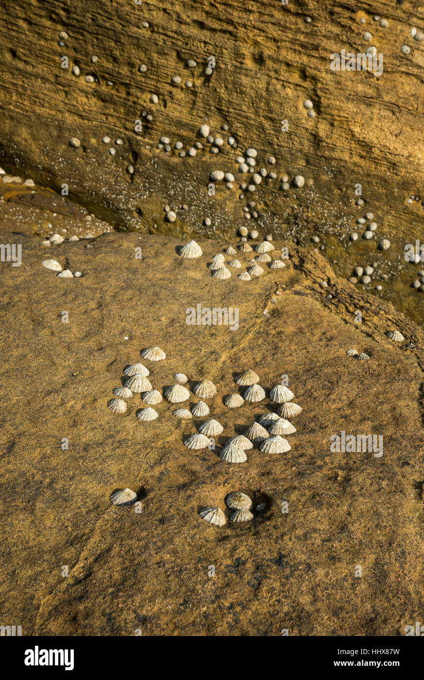 Limpets on rocks on a beach on the east coast of England Stock Photo ...