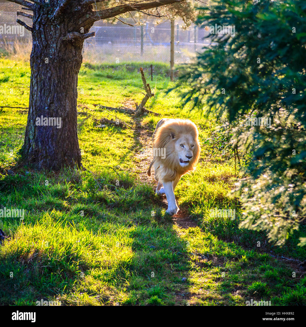 Male lion running hi-res stock photography and images - Alamy