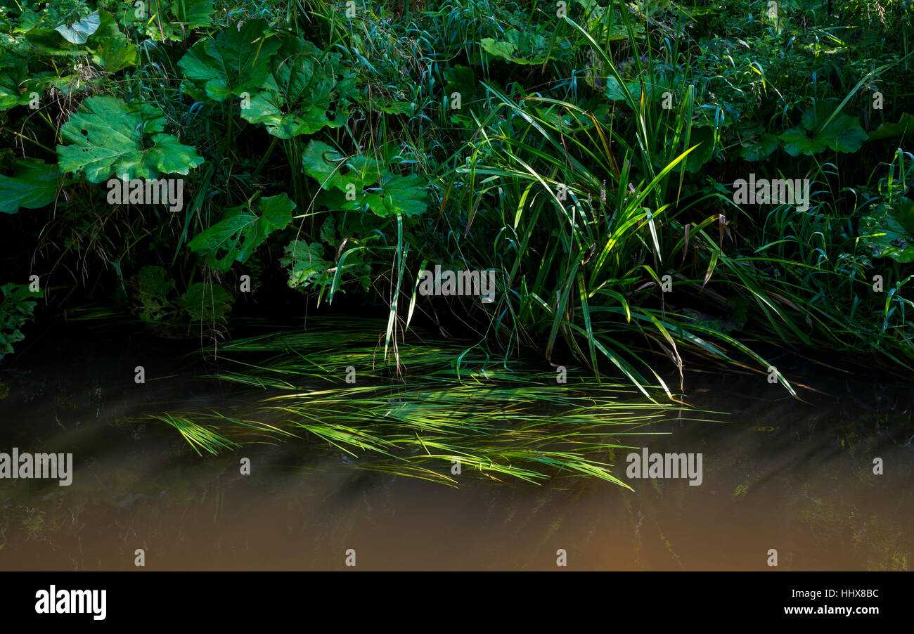 Dense greenery growing beside the river in Forge valley woods near ...