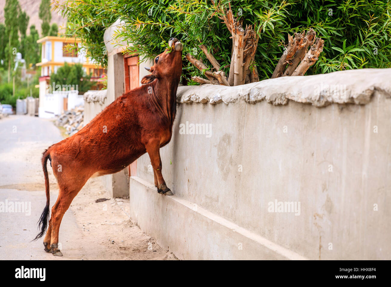 Cow is reaching for green tree branches on a street of Leh, India Stock ...