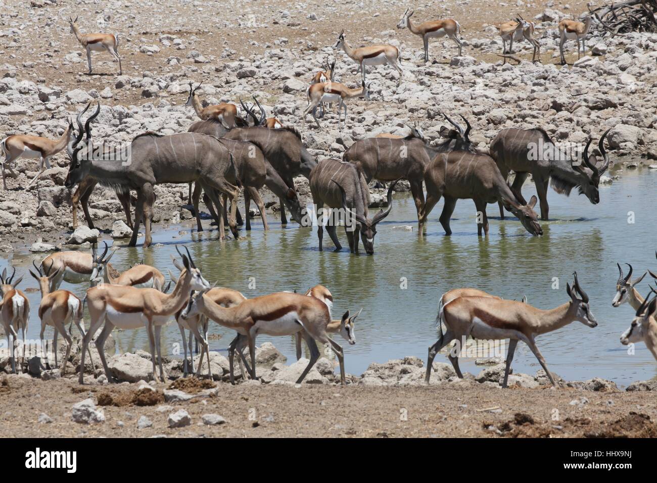 africa, namibia, safari, waterhole, africa, namibia, dryness, safari ...