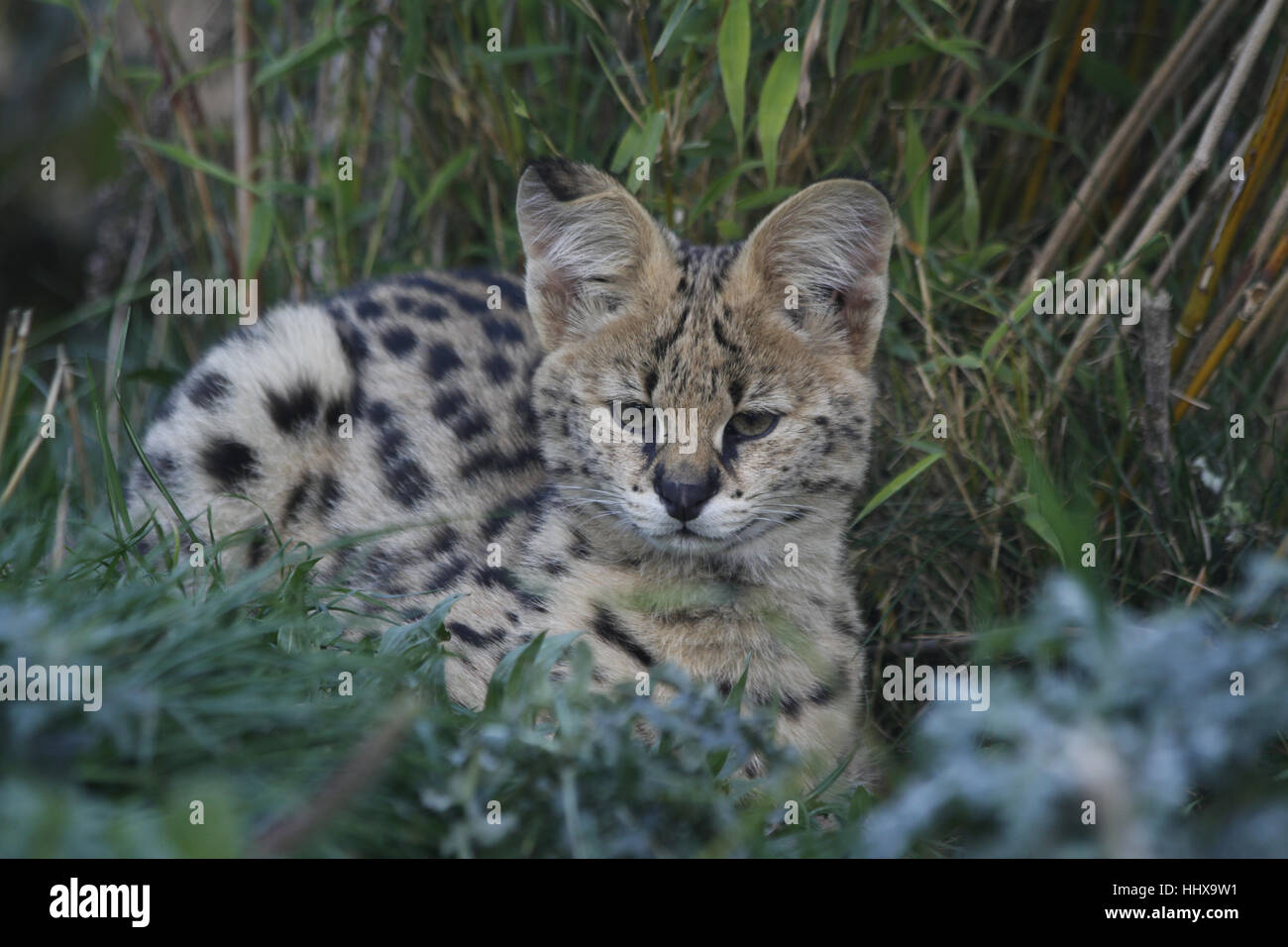 Resting serval hi-res stock photography and images - Alamy