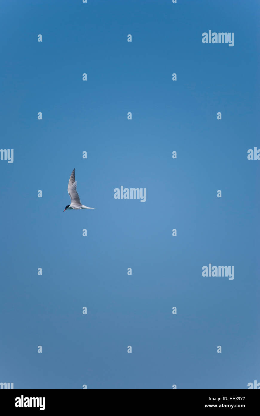 animal, bird, wild, wildlife, white, fly, flies, flys, flying, nature ...