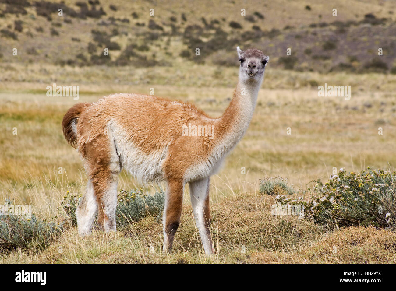 chile, south america, llama, chile, south america, llama, patagonien ...
