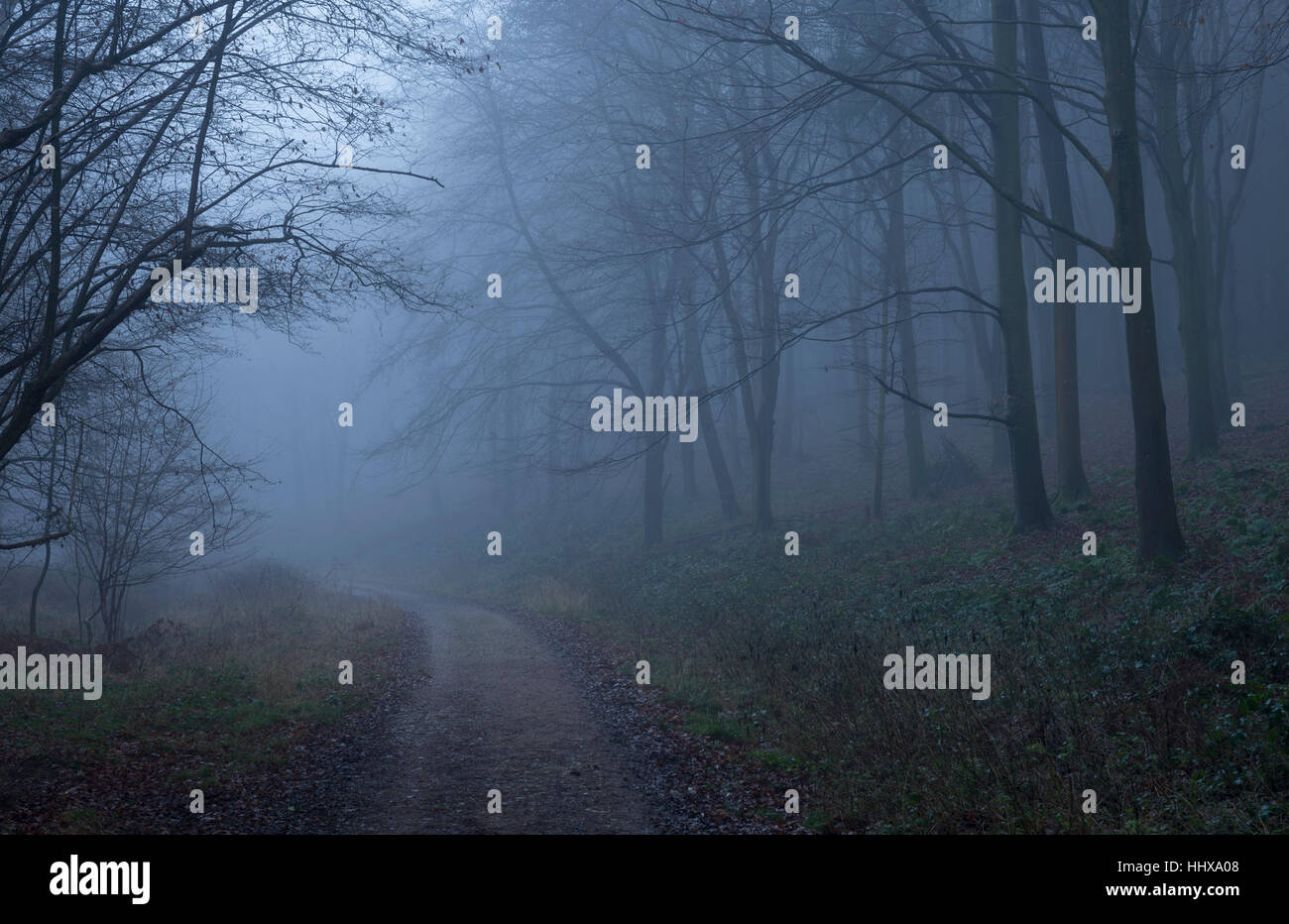 A misty woodland at dawn, Kent, England Stock Photo - Alamy