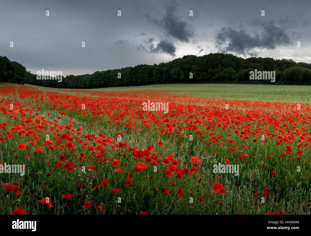 Poppies kent hi-res stock photography and images - Alamy