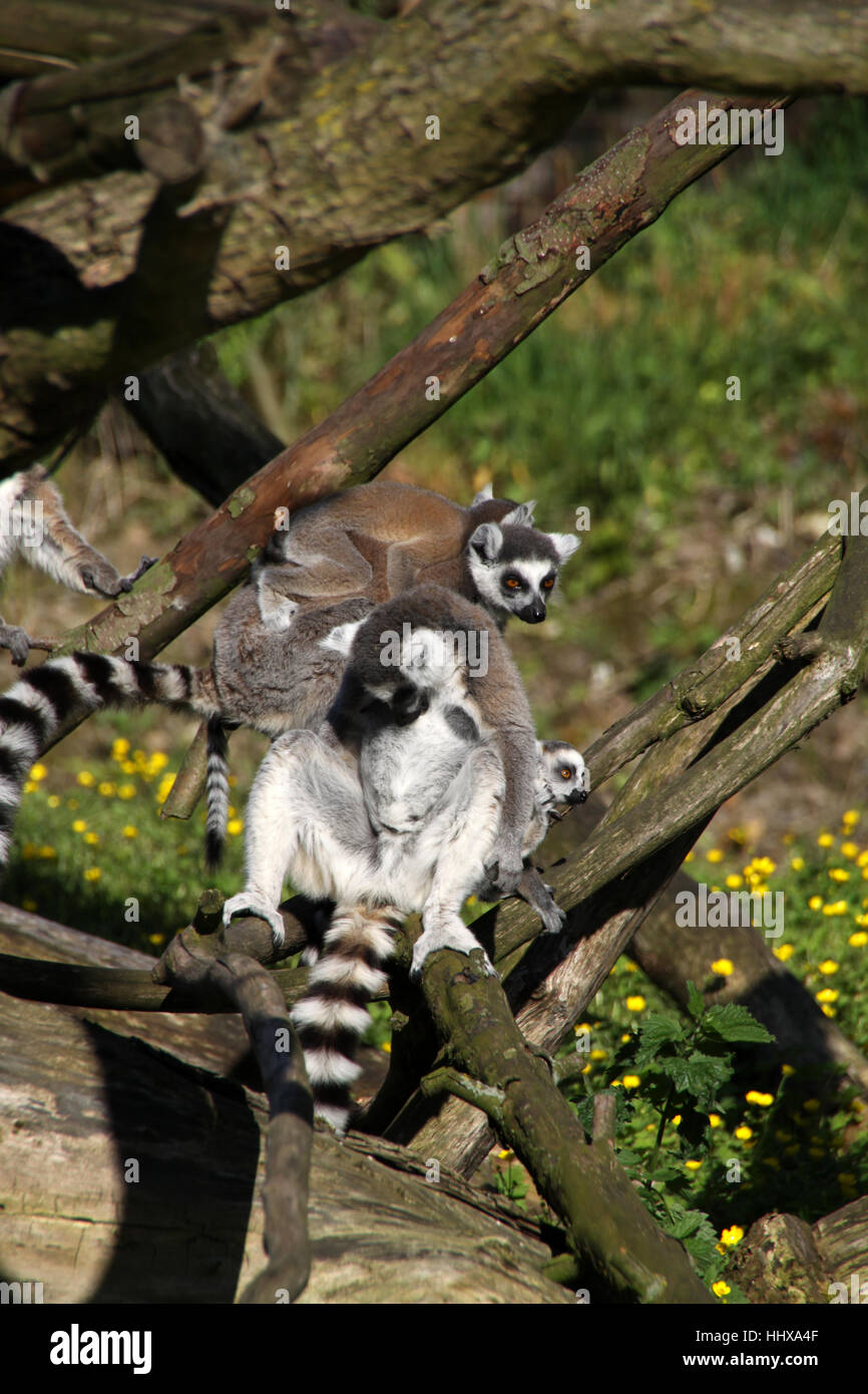 offspring, cub, baby, young animal, lemur, familiy, family, animal ...