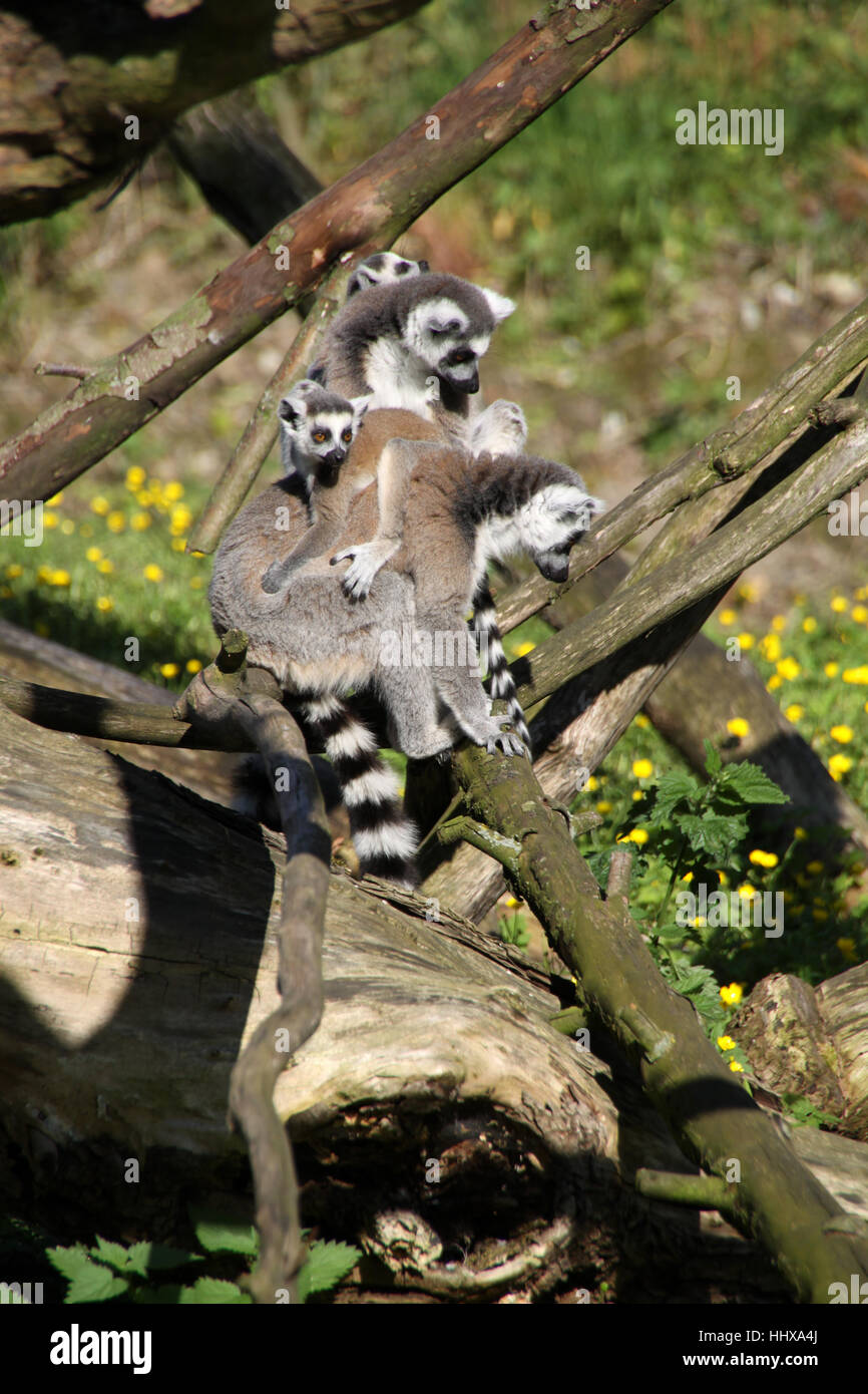 katta family with young Stock Photo - Alamy