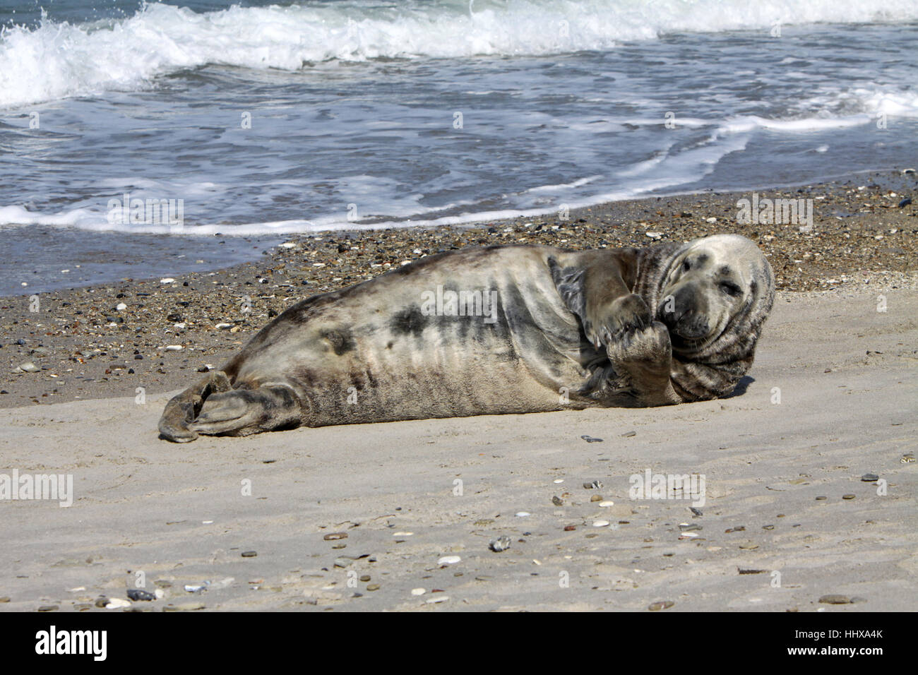 Mammal animals seal crawl animal hi-res stock photography and images ...