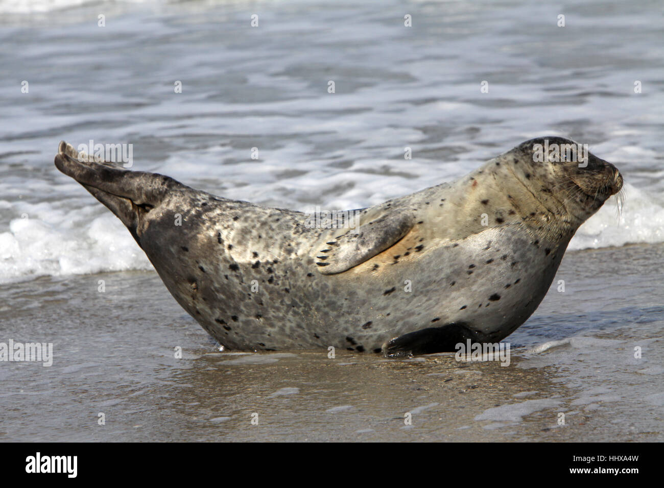 Mammal animals seal crawl animal hi-res stock photography and images ...