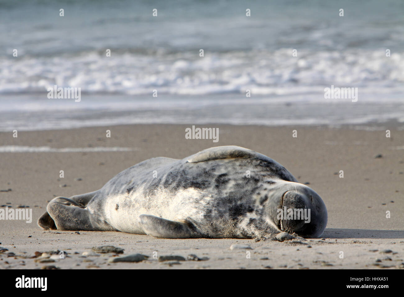 mammal, animals, seal, crawl, animal, mammal, animals, water, north sea ...