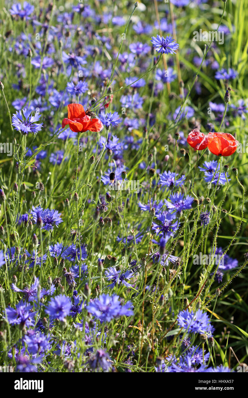 flower, flowers, plant, flower meadow, poppy, corn poppy, field edge ...
