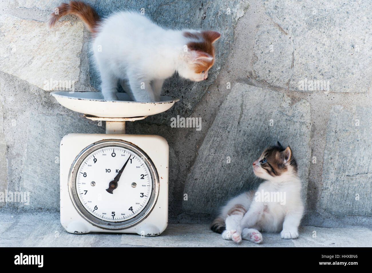 Two kittens and an antique kitchen scale Stock Photo - Alamy