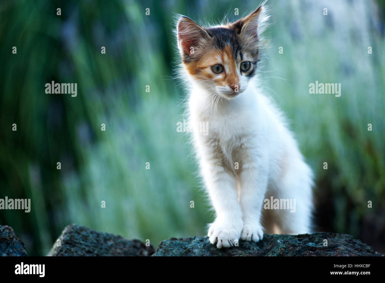 Calico kitten standing on a rock in the garden Stock Photo - Alamy