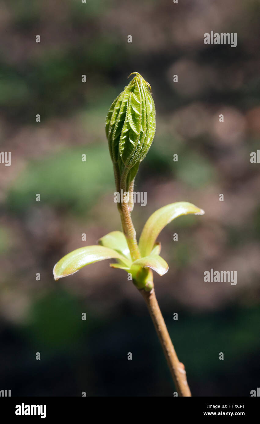 Spring plant hi-res stock photography and images - Alamy