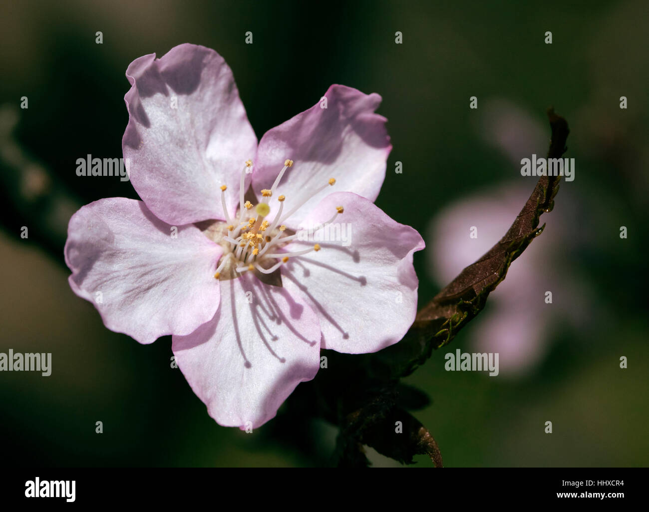 Spring blossom branch flower nature hi-res stock photography and images - Alamy
