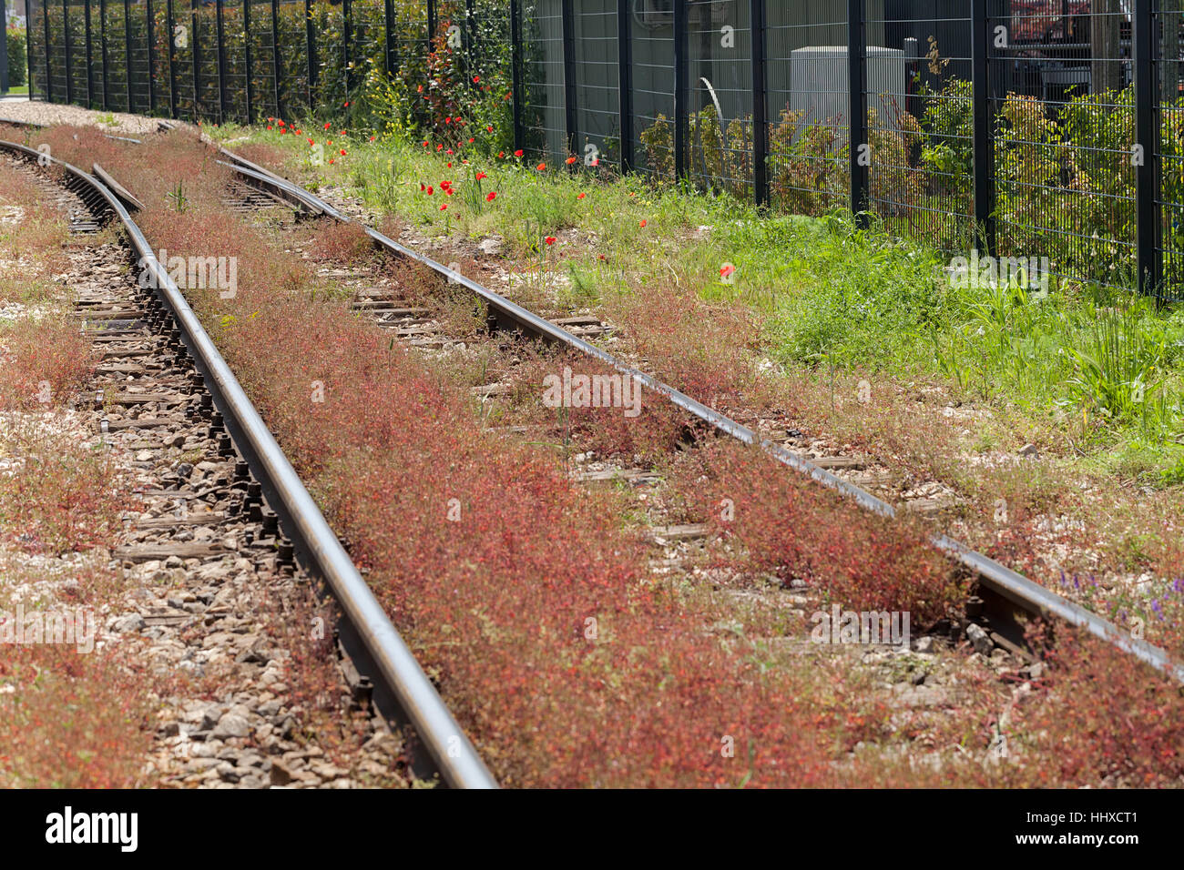 rails overgrown with grass and flowers, note shallow depth of field ...