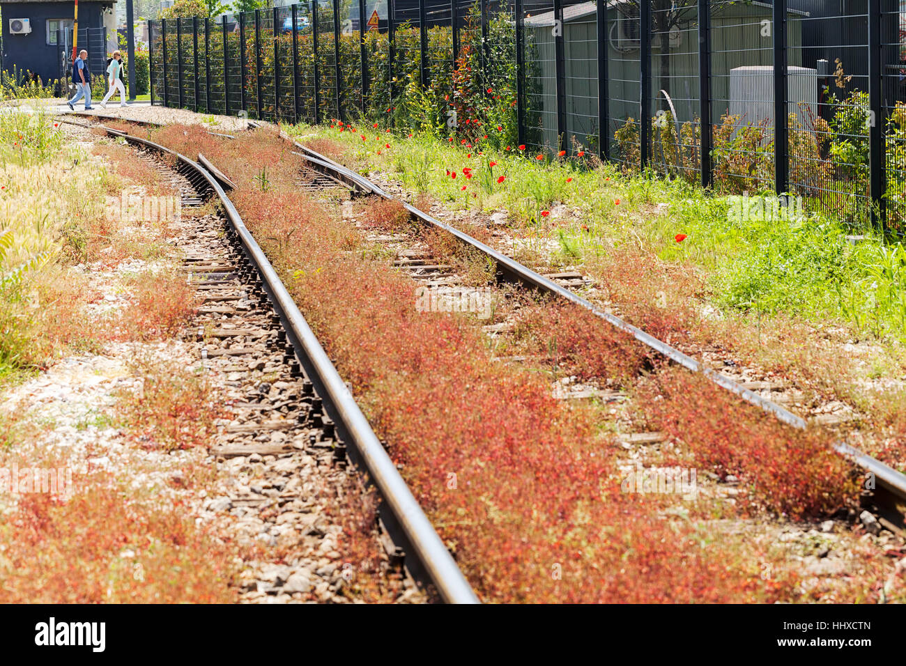 rails overgrown with grass and flowers, note shallow depth of field ...