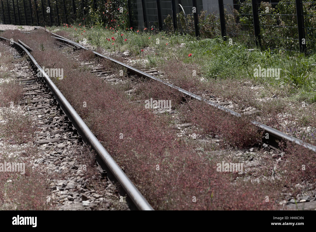 rails overgrown with grass and flowers, note shallow depth of field ...