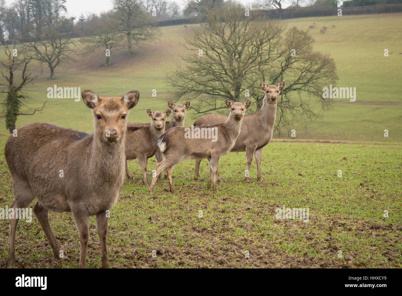 5 small deer standing in a grassy field Stock Photo - Alamy