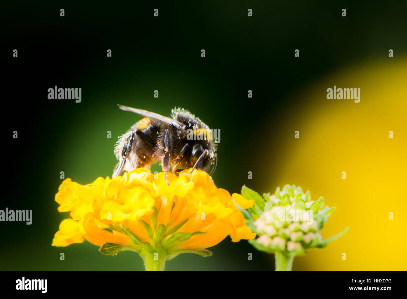 Macro of a bumblebee collecting nectar on a lantana camara flower Stock ...