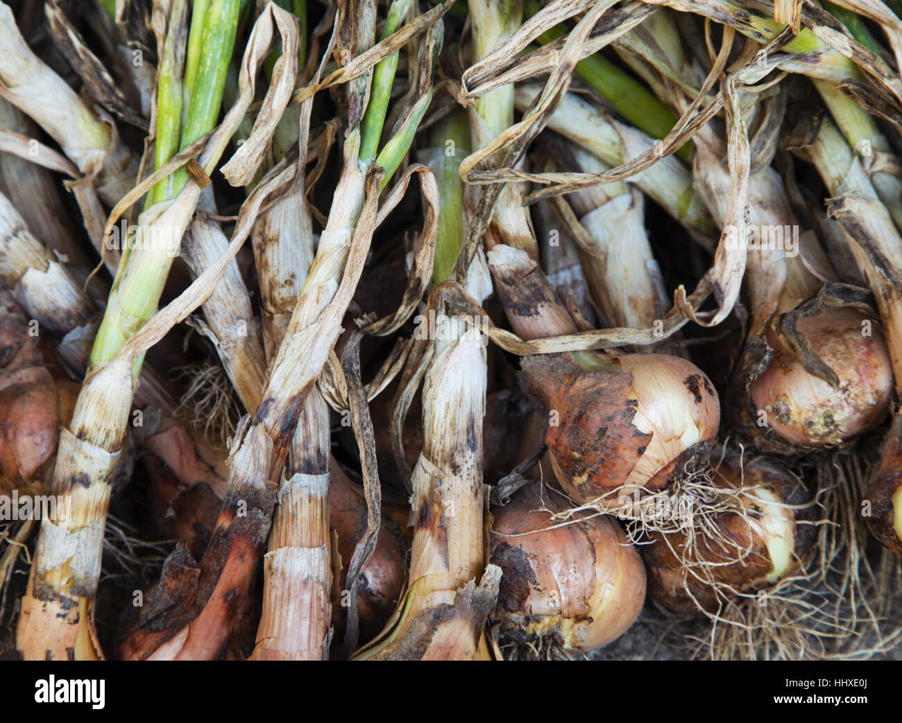 Food wholesome fresh detail hi-res stock photography and images - Alamy