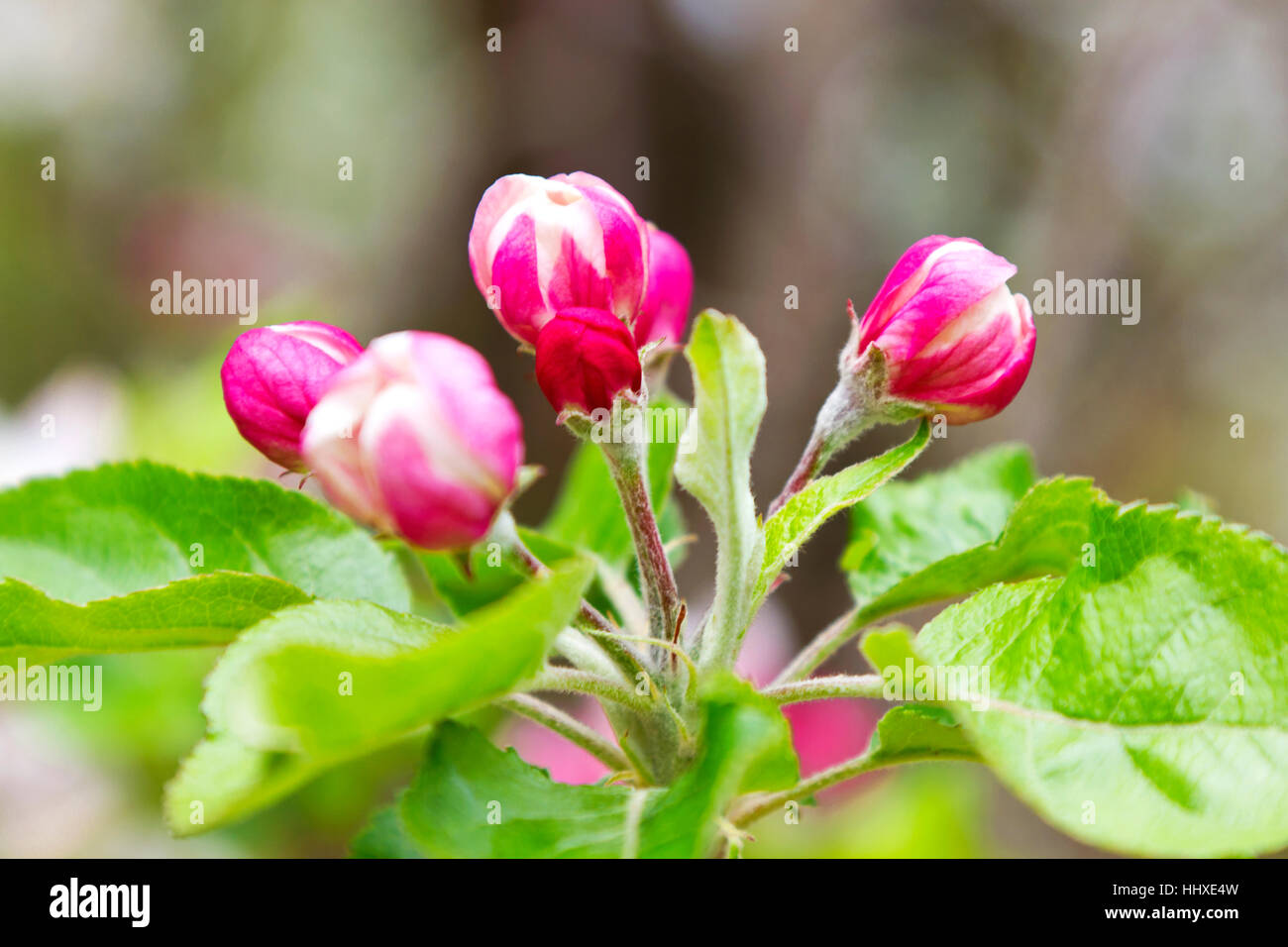 Spring flower tree hi-res stock photography and images - Alamy