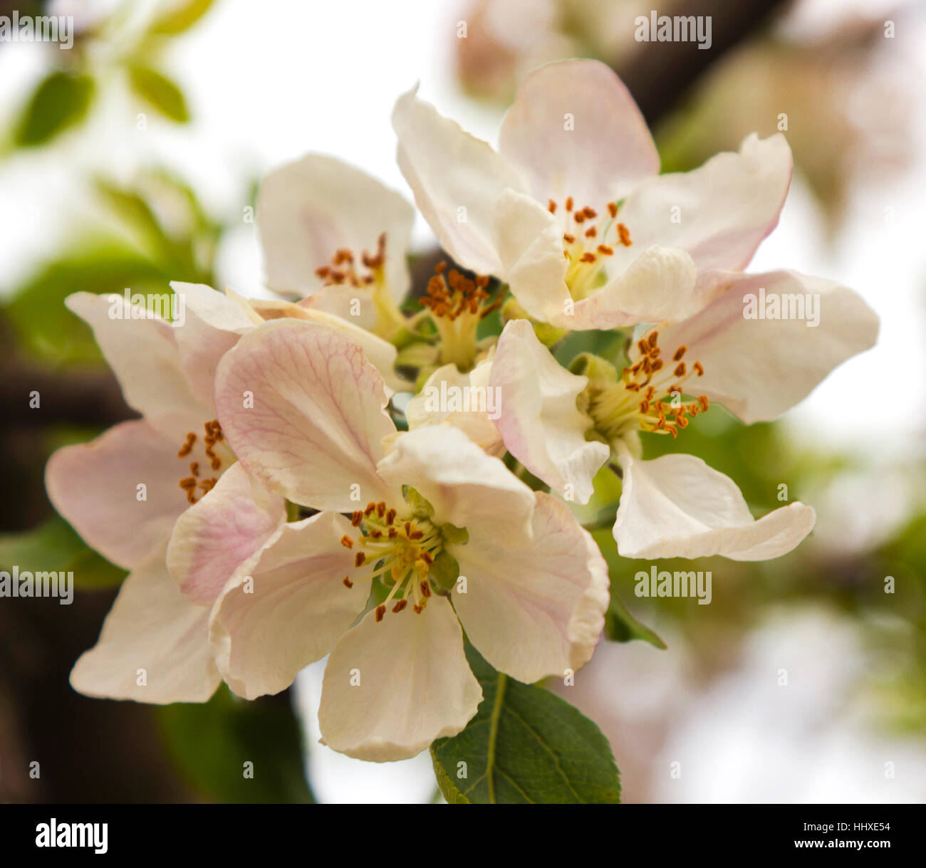 Spring flower tree hi-res stock photography and images - Alamy