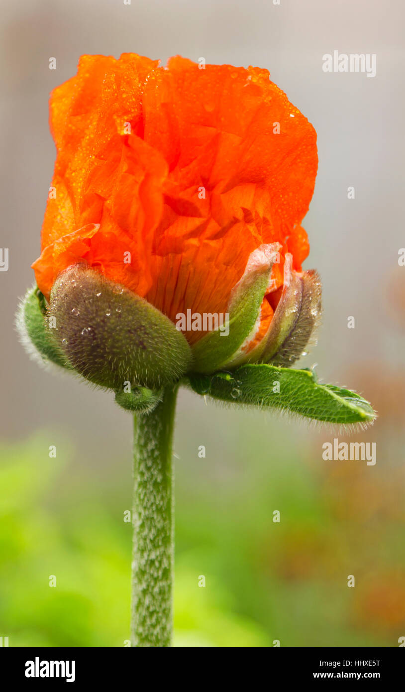 Pretty purple poppy flower hi-res stock photography and images - Alamy