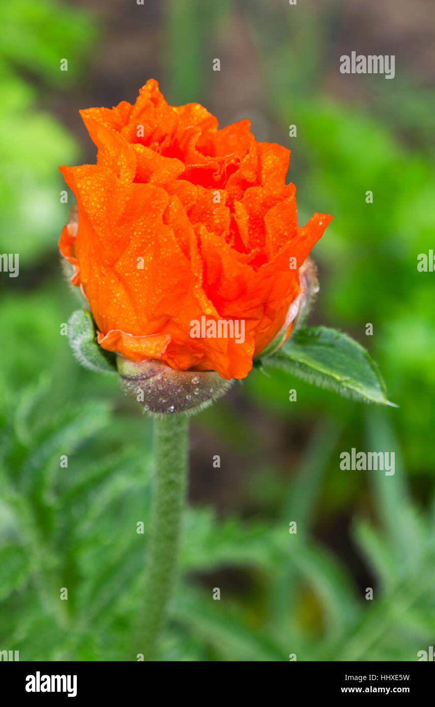 Fresh Poppy flower Stock Photo - Alamy