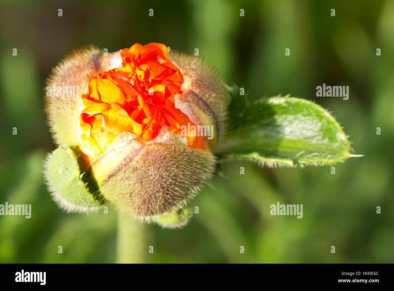 Fresh Poppy flower Stock Photo - Alamy