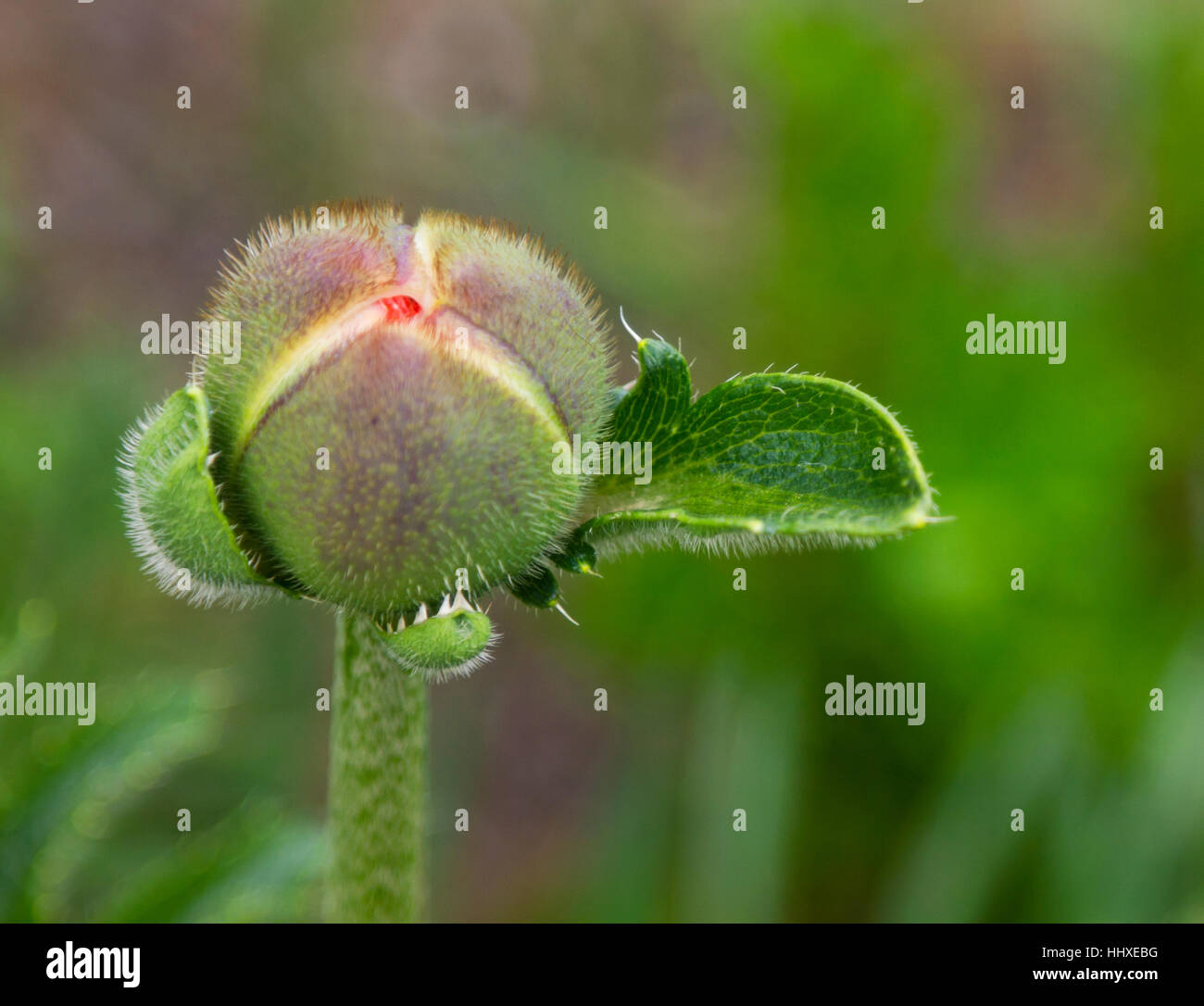 Fresh Poppy flower Stock Photo - Alamy