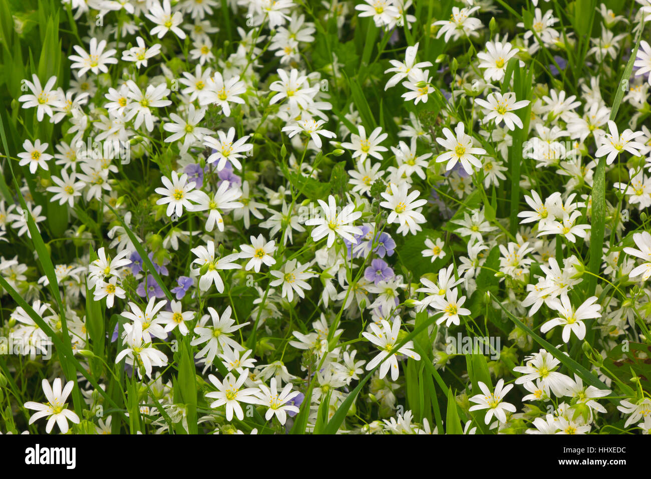 Fresh spring flowers Stock Photo - Alamy